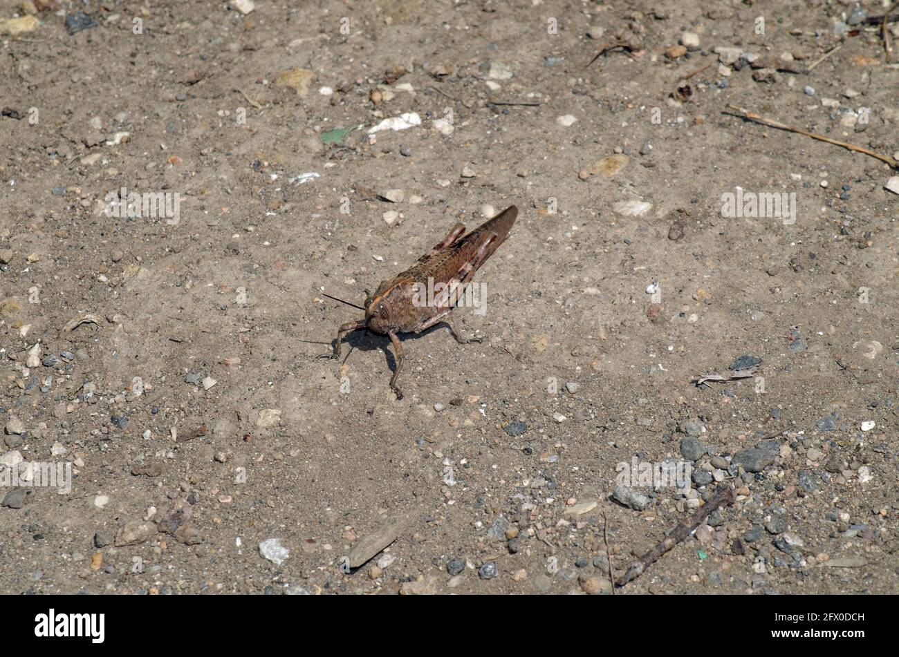 a grey grasshopper standing on the ground Stock Photo - Alamy