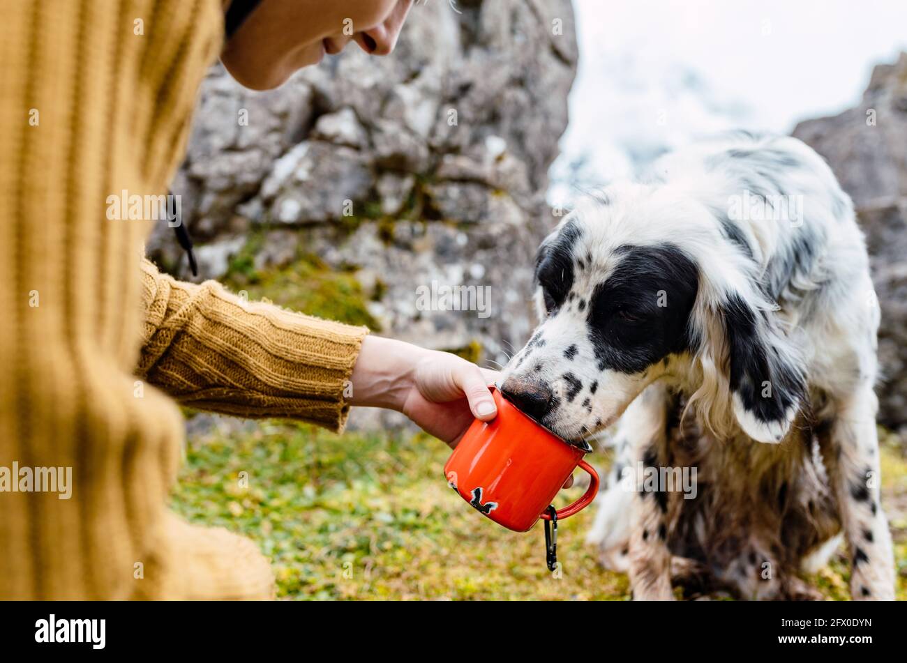 Crop female giving metal mug with water to English Setter dog to drink ...
