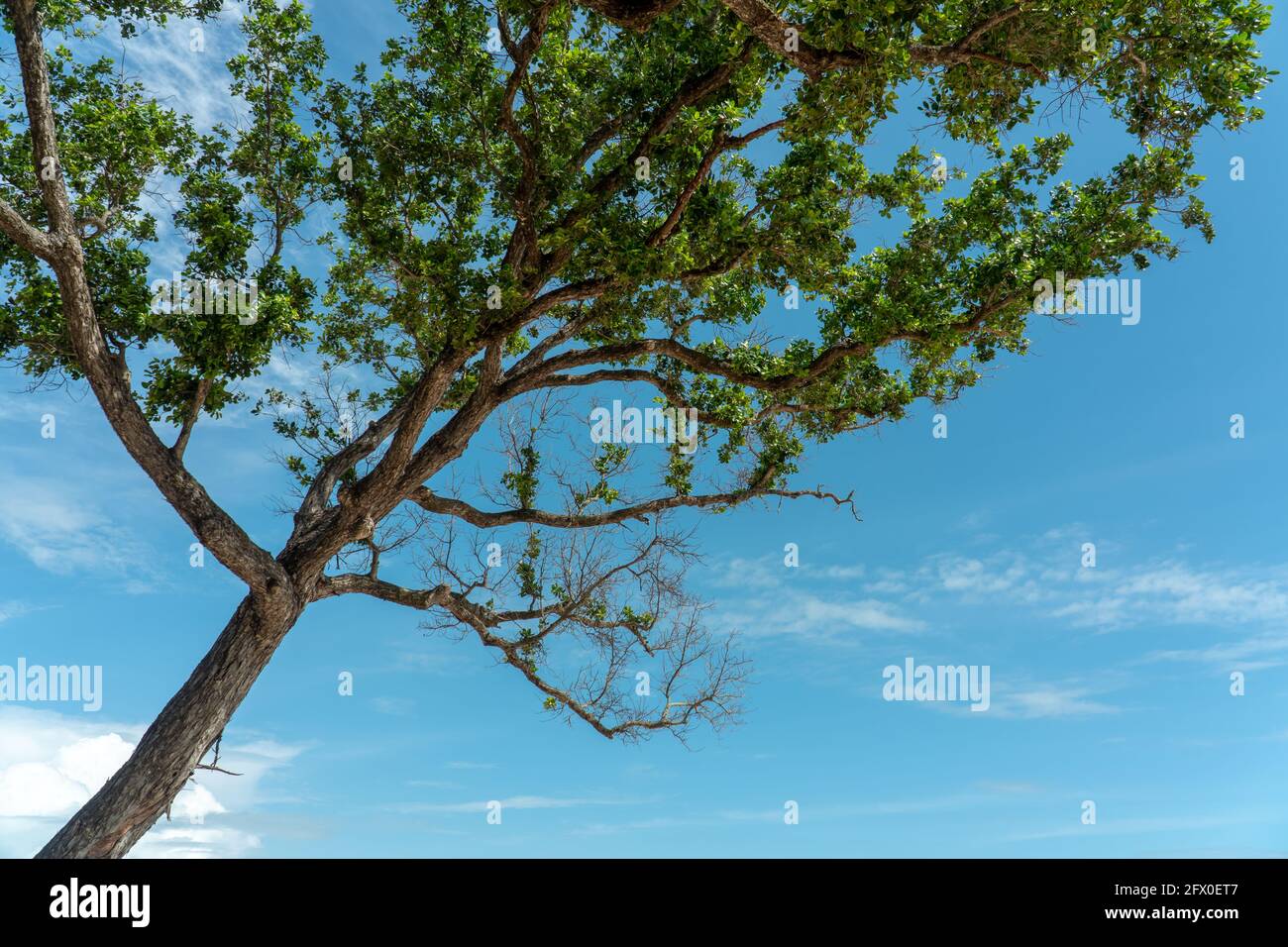 Beautiful tree and cloudy blue sky background. Big tree with branches ...