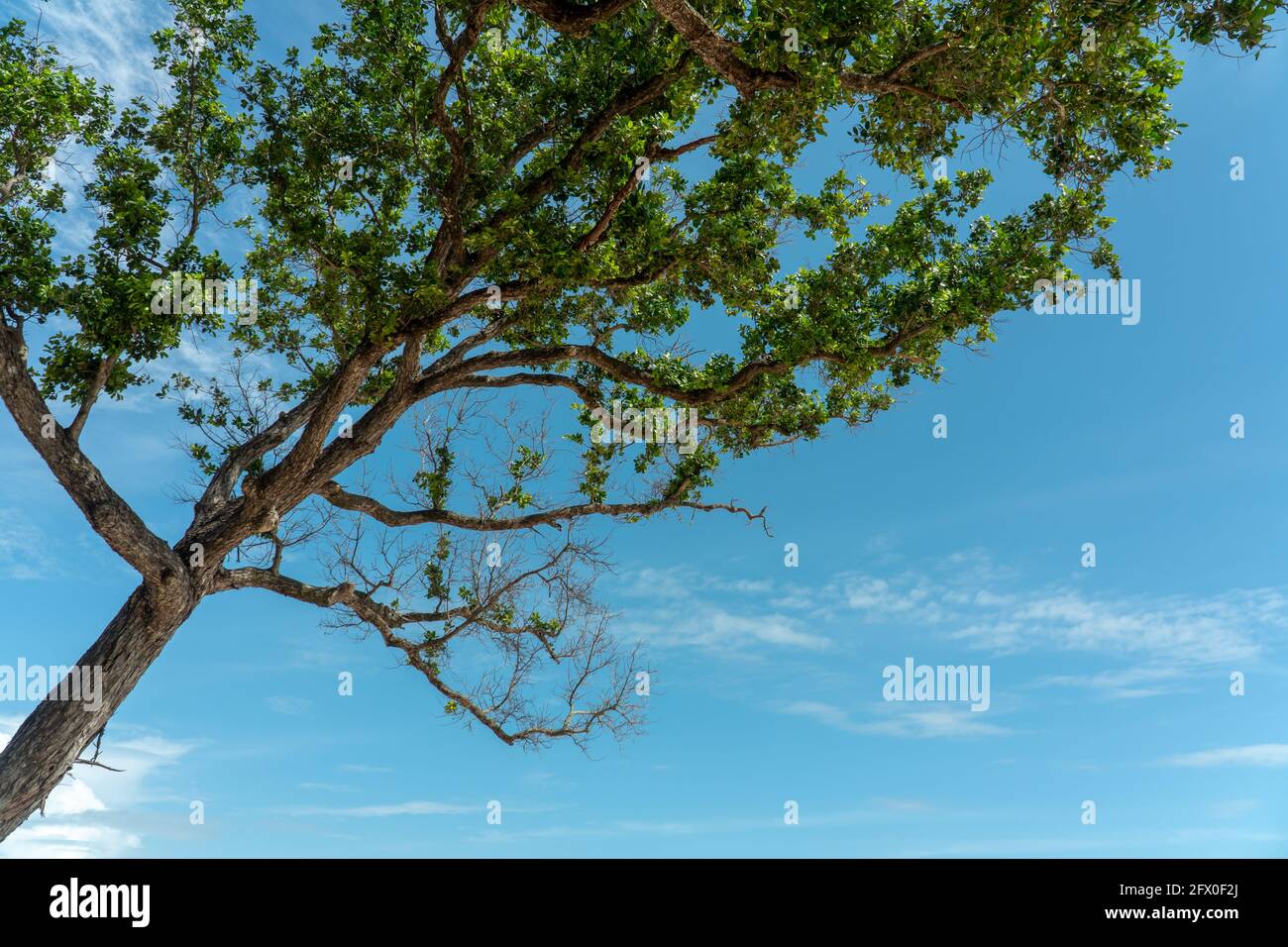 Beautiful tree and cloudy blue sky background. Big tree with branches ...