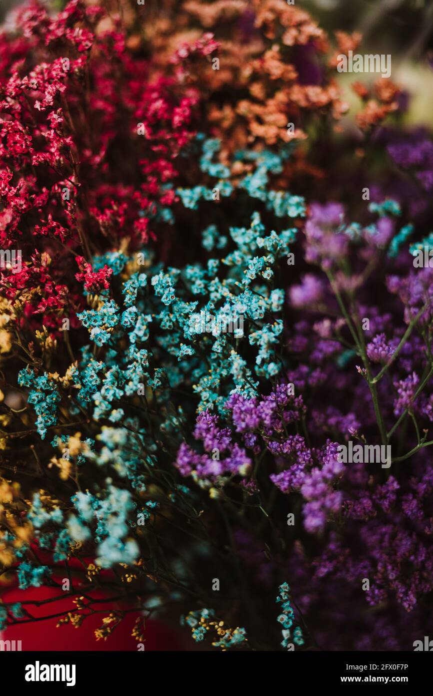 Baby breath plant hi-res stock photography and images - Alamy