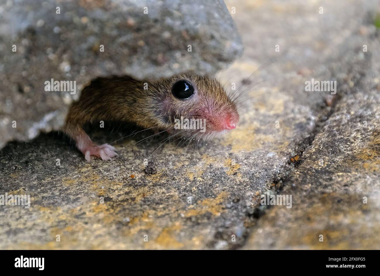 Rounded ears hi-res stock photography and images - Alamy