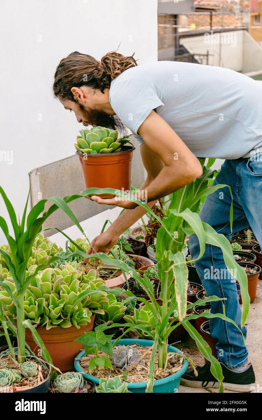 Side view bearded young male gardener in casual wear arranging lush ...