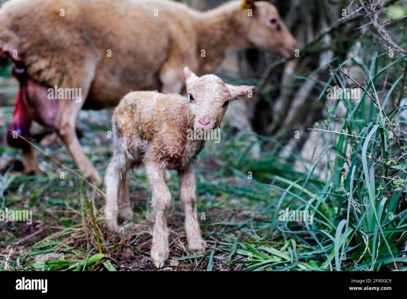 Full length adorable little newborn lamb standing near tired mother ...