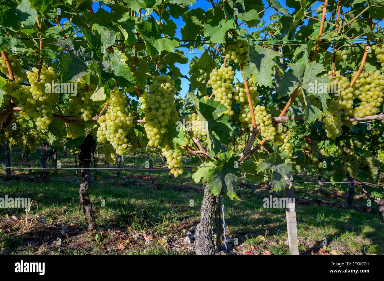 White grape and vines in vineyard, Neuweier, Black forest, Germany ...