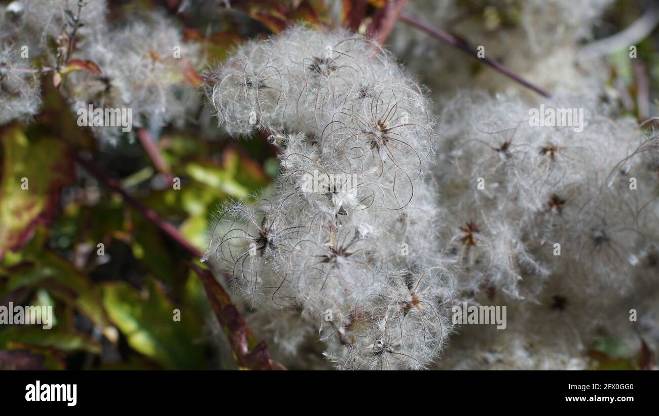 Closeup of fluffy clematis seed heads Stock Photo - Alamy