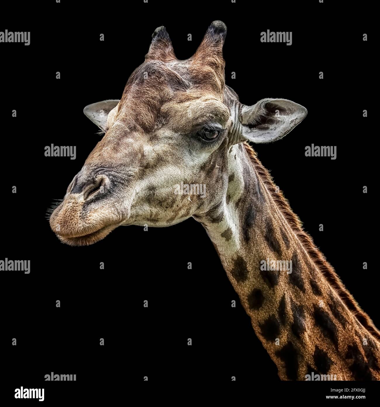 Giraffe nose hi-res stock photography and images - Alamy