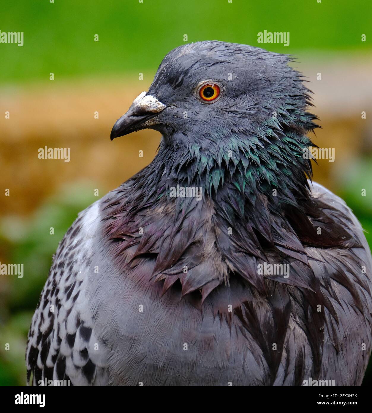 Feral pigeons, also called city pigeons, or street pigeons, are pigeons ...