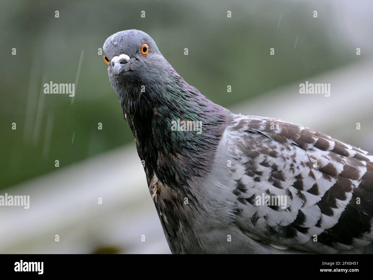 Stop the pigeon hi-res stock photography and images - Alamy