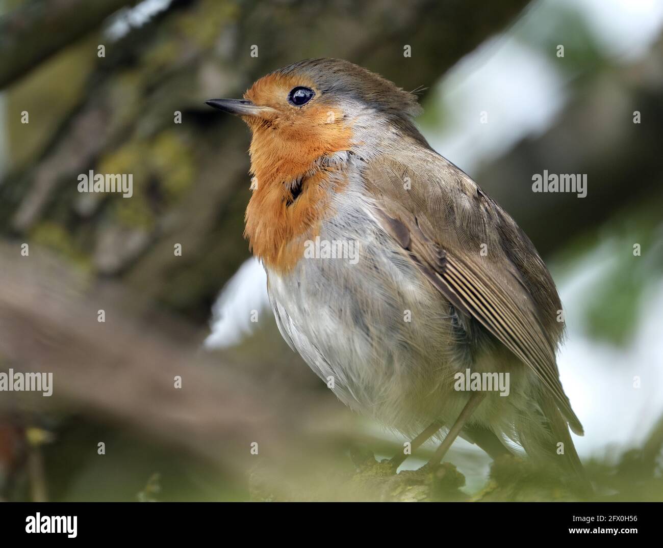 Robin feeding mate hi-res stock photography and images - Alamy