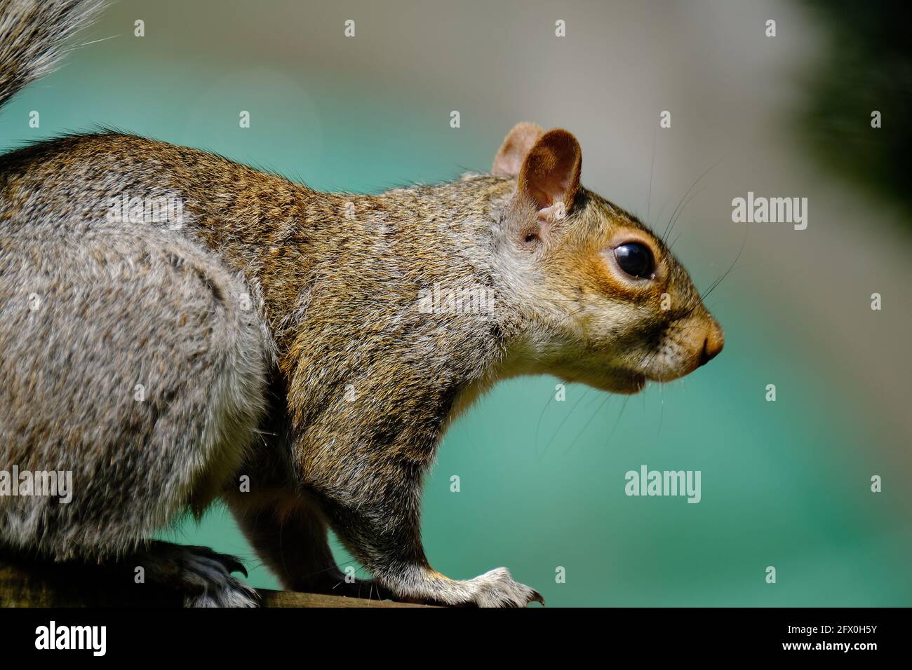 The eastern gray squirrel, also known as the grey squirrel depending on ...