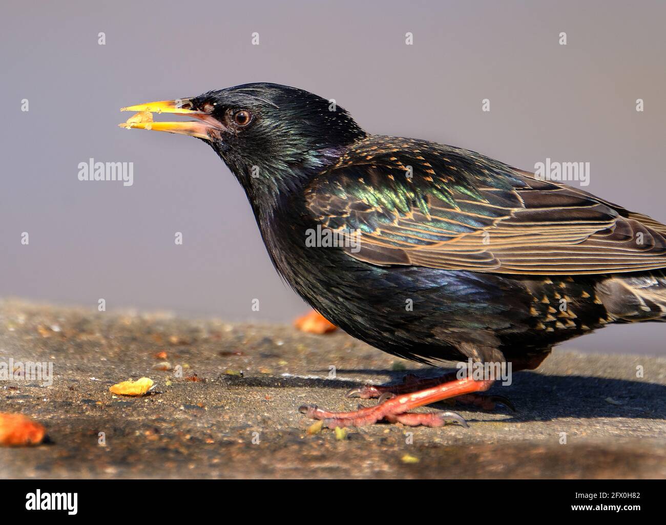 Small starling bird hi-res stock photography and images - Alamy