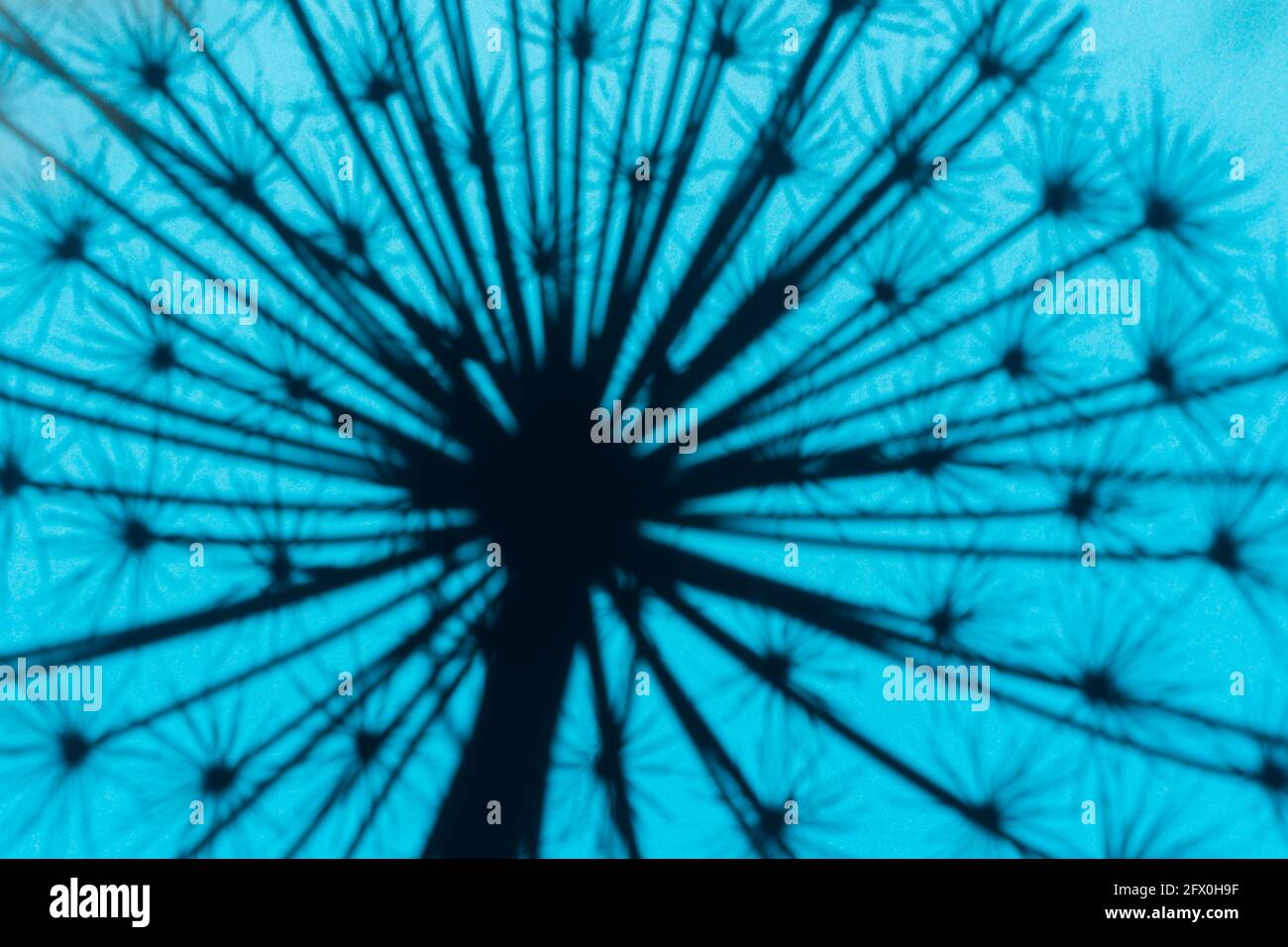 Natural shadow blue background. Abstract drawing of dry wild flowers in ...