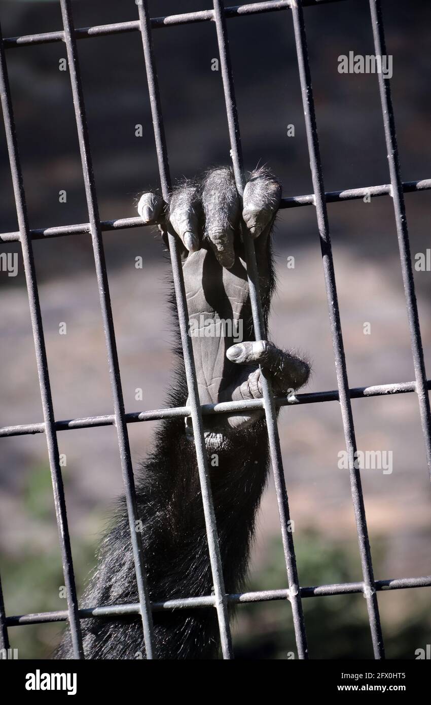 Locked up monkey Stock Photo - Alamy