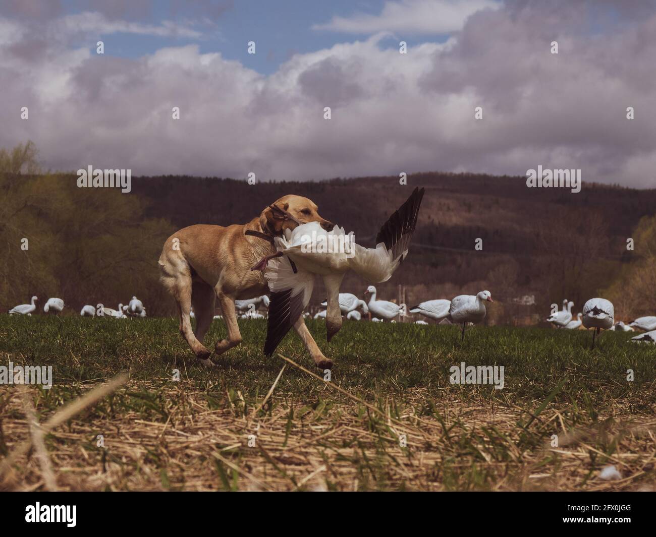 Hunting dog golden retriever with wild goose Stock Photo - Alamy