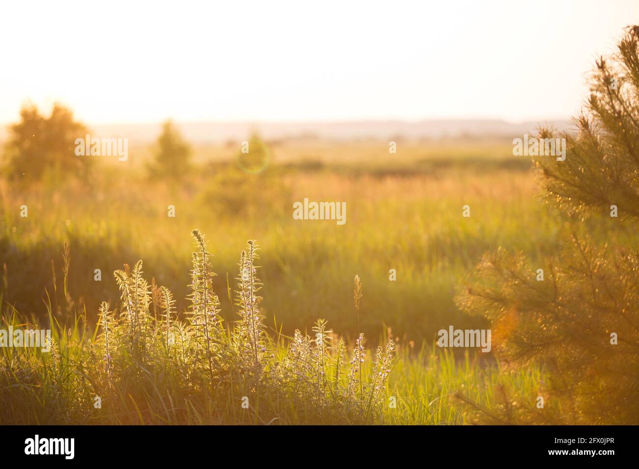 Cottage core hi-res stock photography and images - Alamy