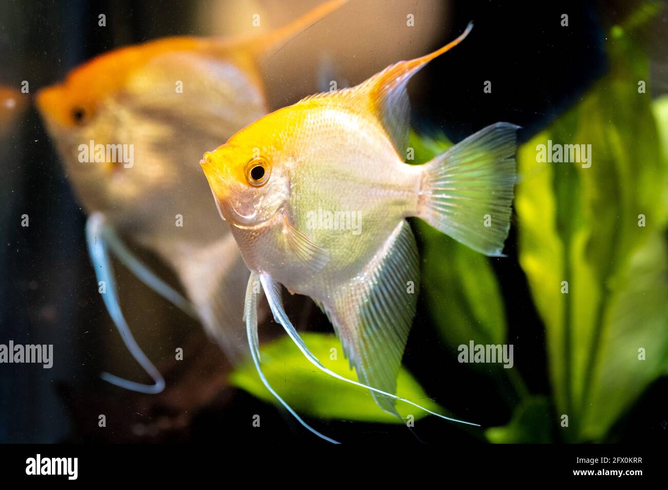 Gold Angelfish BSP Angel Fish Aquarist Hub