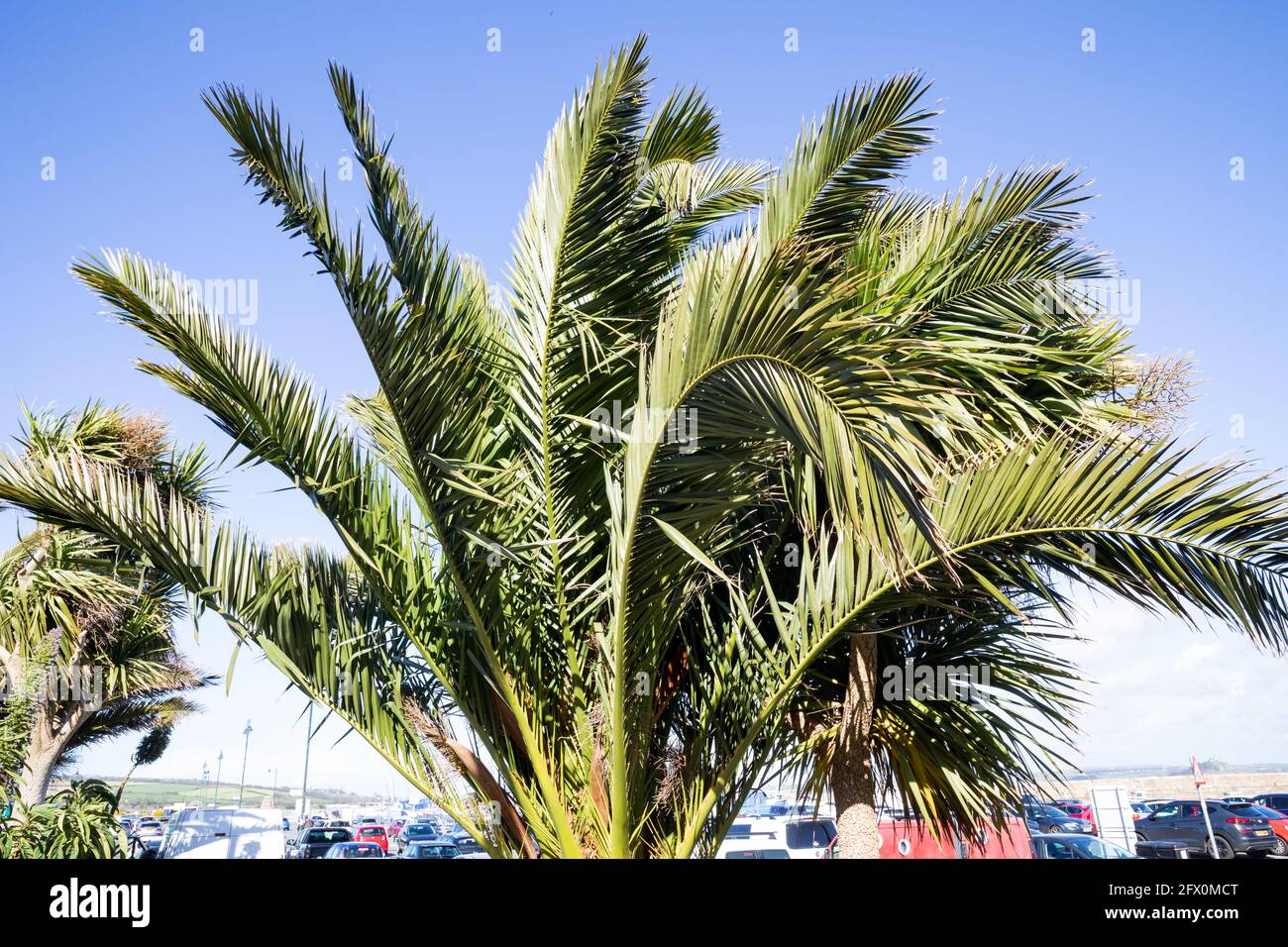 Palm tree leaves moving hi-res stock photography and images - Alamy