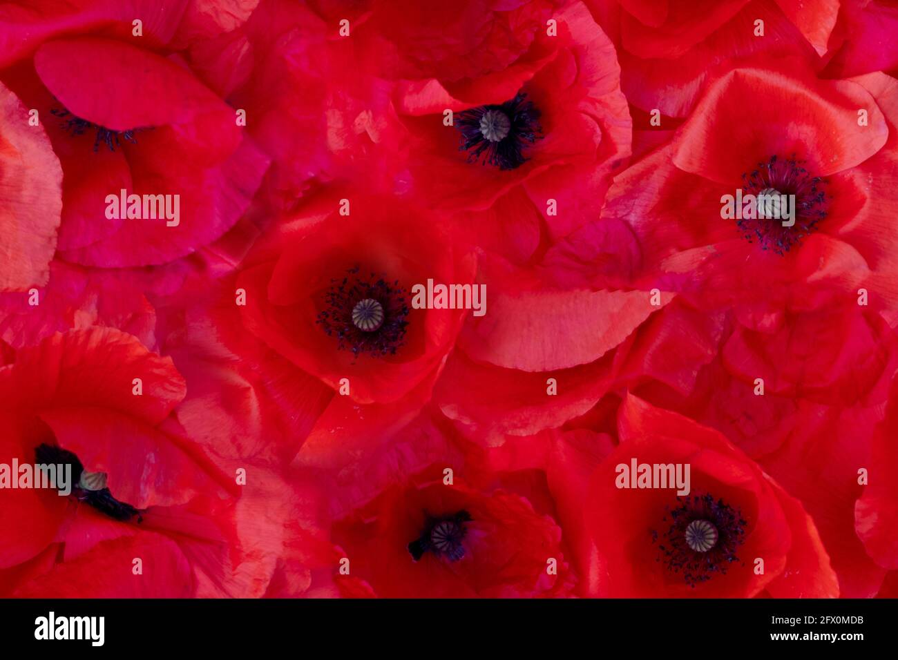 Red poppy floral pattern hi-res stock photography and images - Alamy