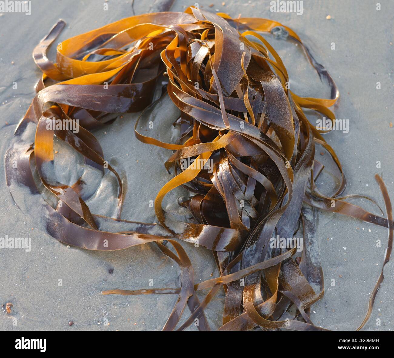 Seaweed seen on the south coast of the UK Stock Photo - Alamy