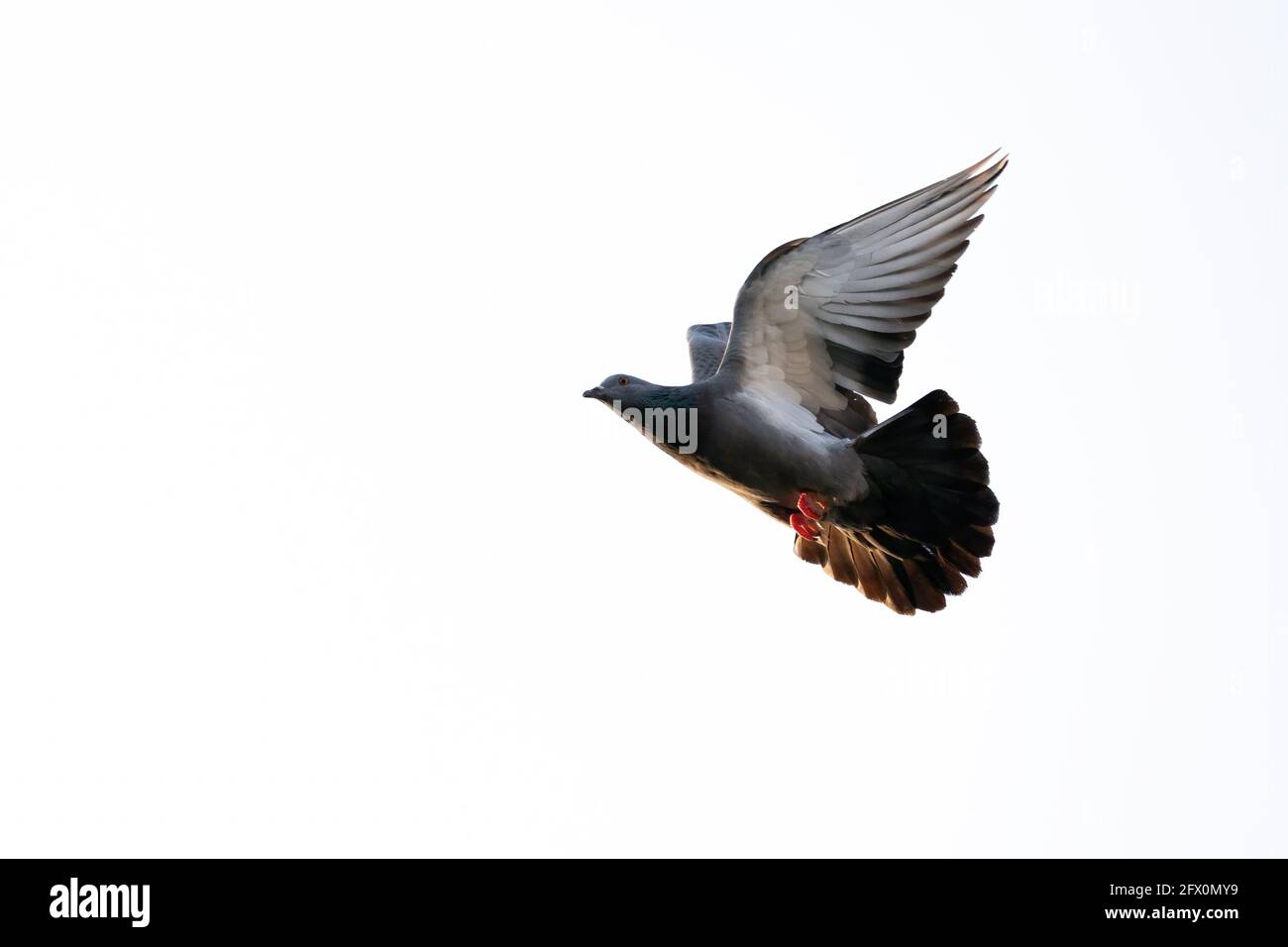Movement Scene of Rock Pigeon Flying in The Air Isolated on Clear Sky ...