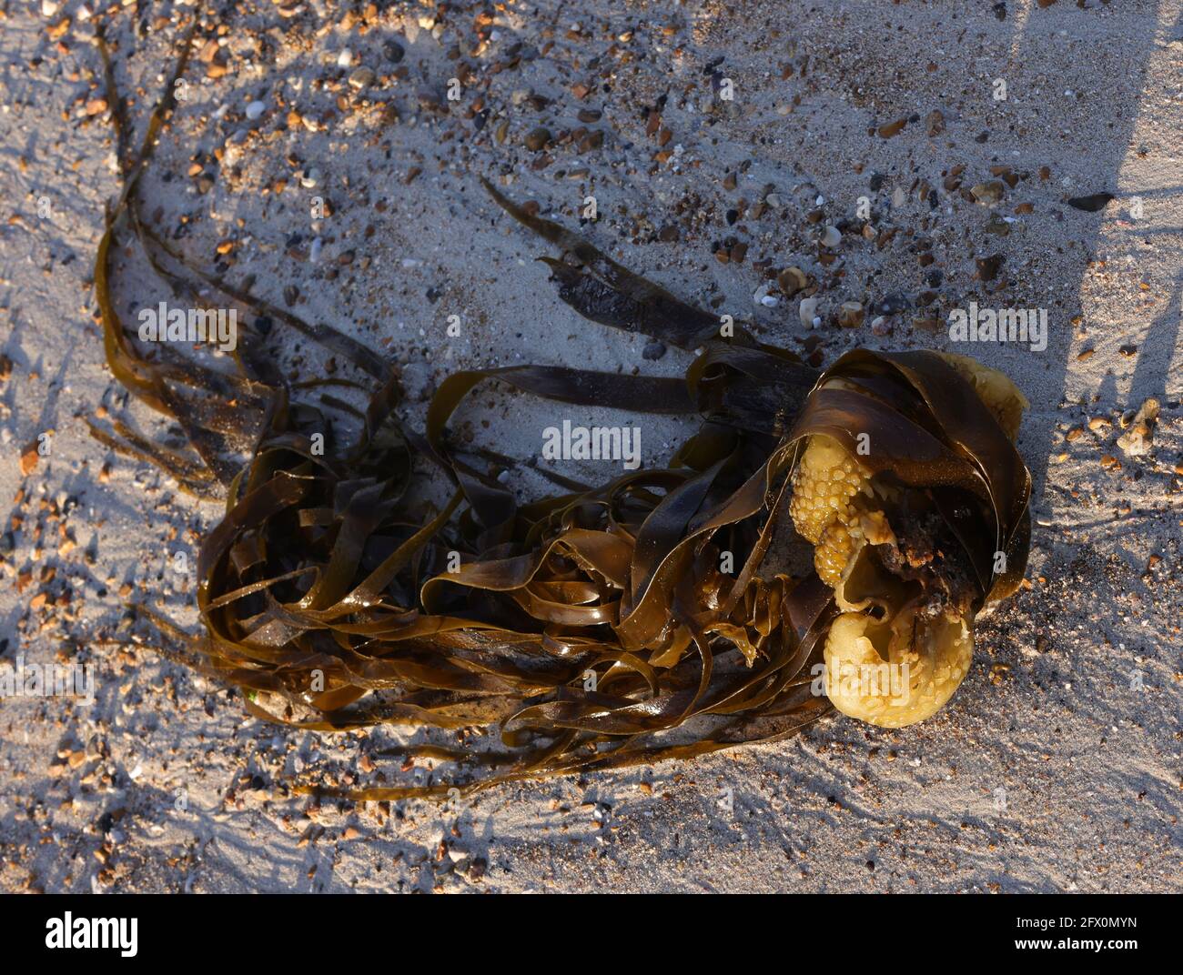 Seaweed seen on the south coast of the UK Stock Photo - Alamy