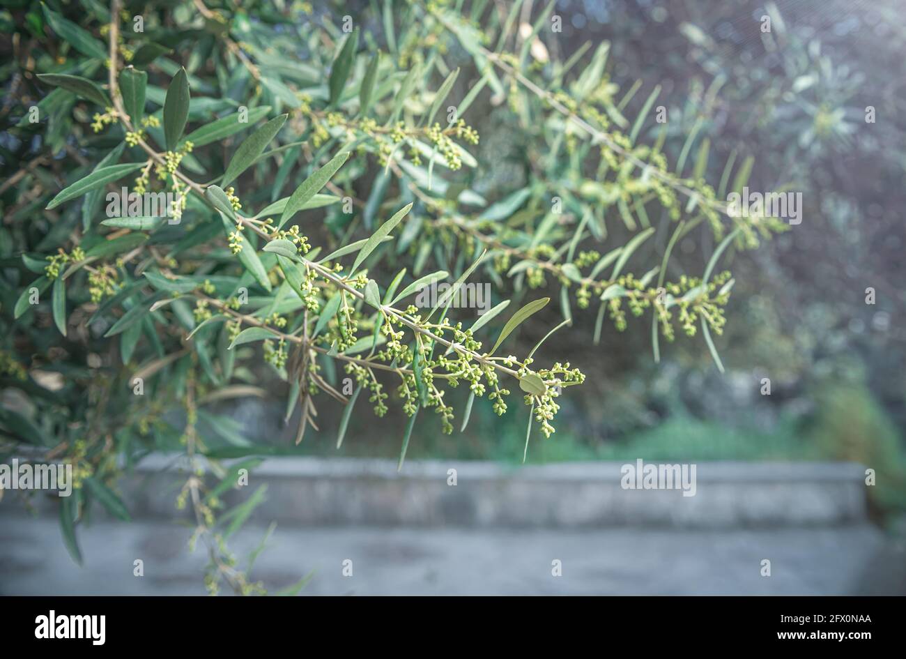 Olive tree flowers. Blooming branches of olive tree in springtime, soft ...