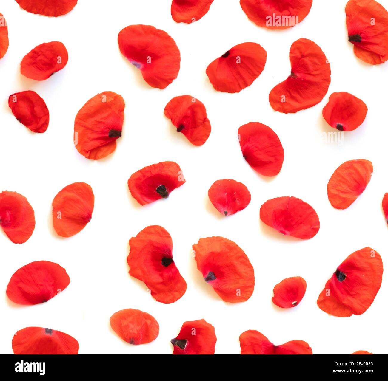 Seamless floral pattern of many red poppy flower petals,harmoniously ...