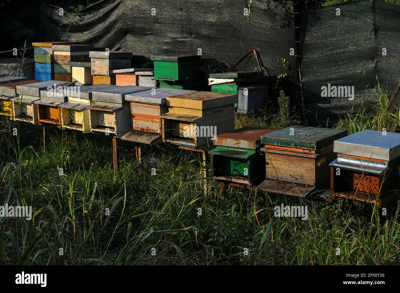 Busy worker bees cluster in early evening sunshine on the landing ...