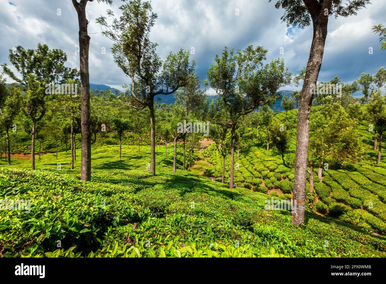Tea plantations in mountains Stock Photo - Alamy