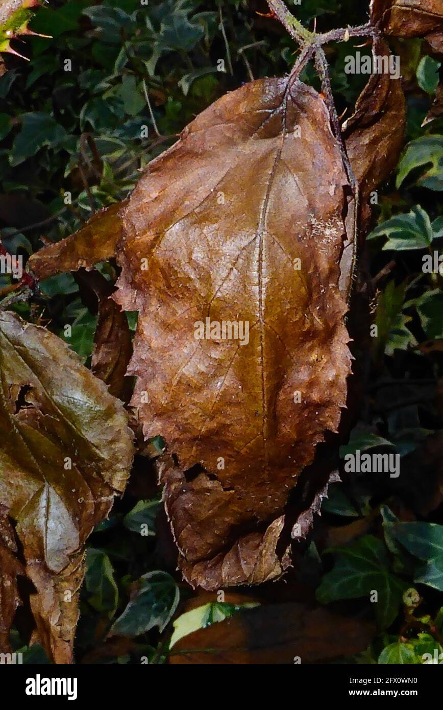 Dead brown leaf hi-res stock photography and images - Alamy