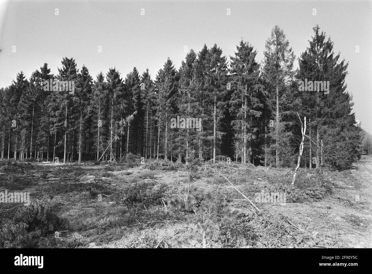 Acid rain trees Black and White Stock Photos & Images - Alamy