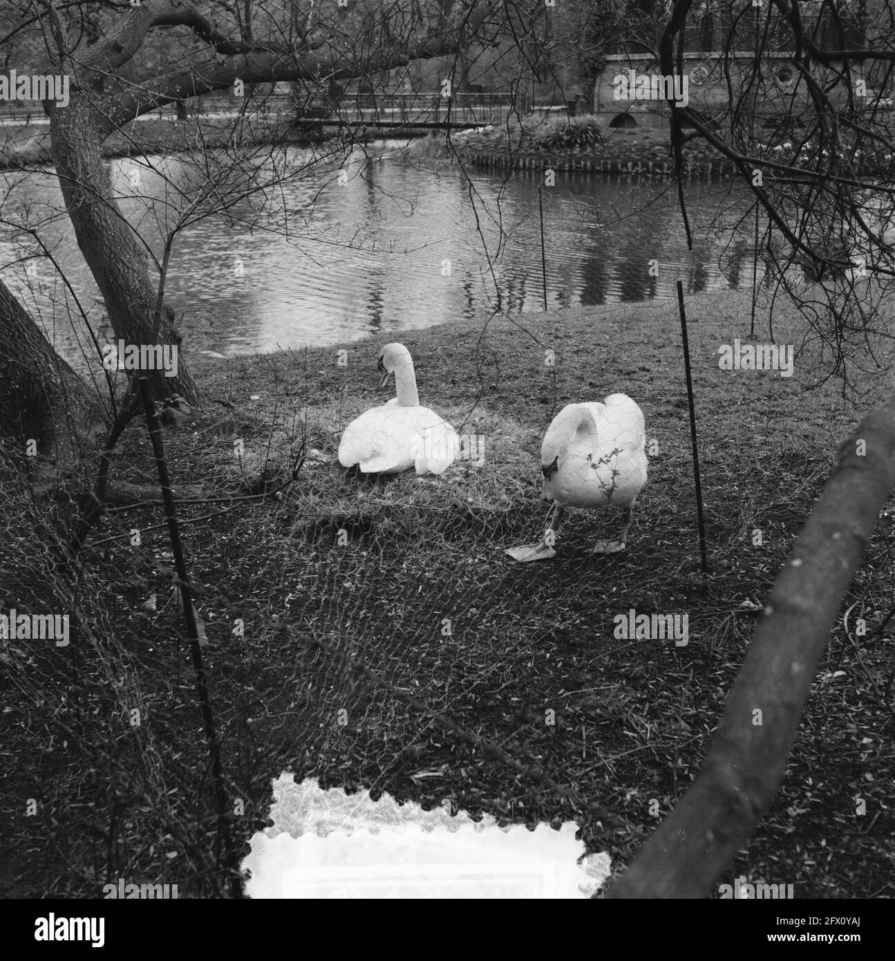 Human breeding Black and White Stock Photos & Images - Alamy