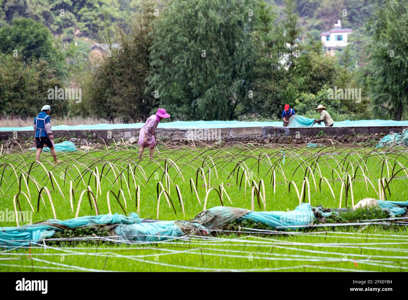 Xingyi, Xingyi, China. 25th May, 2021. On May 25, 2021, Wanfeng Forest ...
