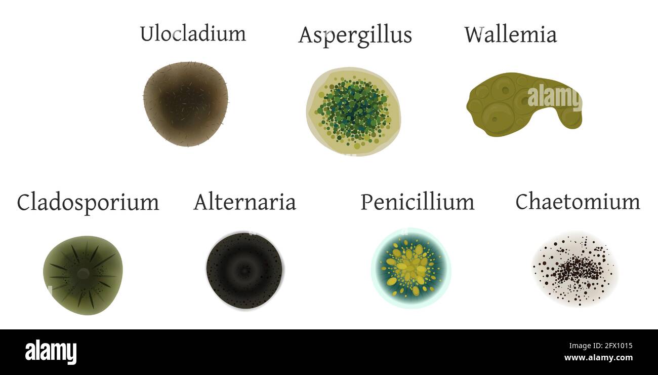 Realistic pathogen Cut Out Stock Images & Pictures - Alamy