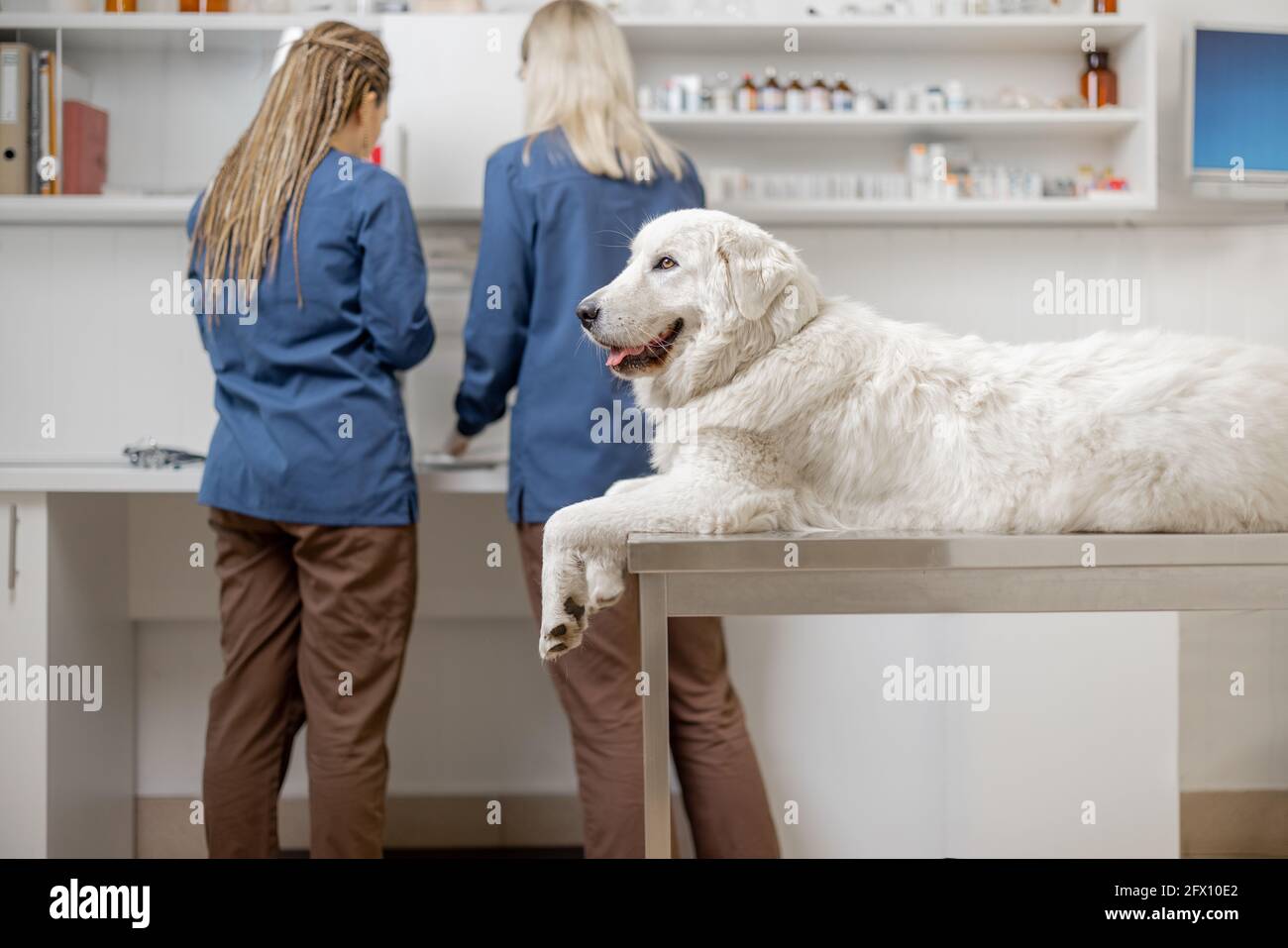 Happy dog lying at examination table at vet clinic and waiting while ...