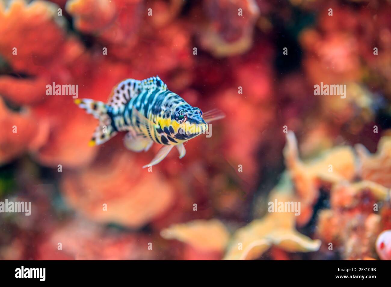 Serranus tigrinus, the harlequin bass, is a species of marine ray ...