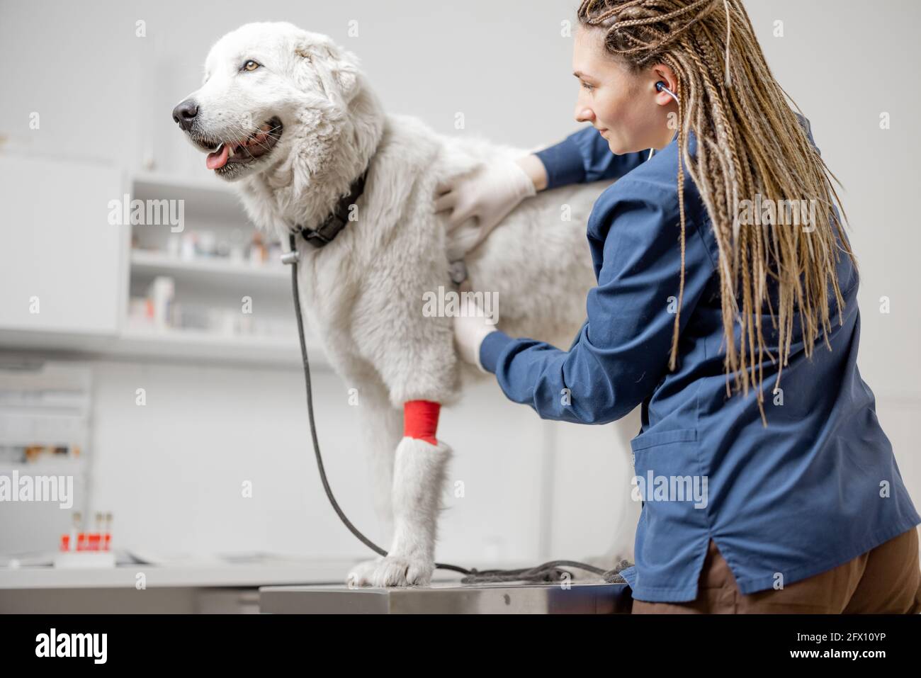 Veterinarian check up sick big white dog with stethoscope in vet clinic ...