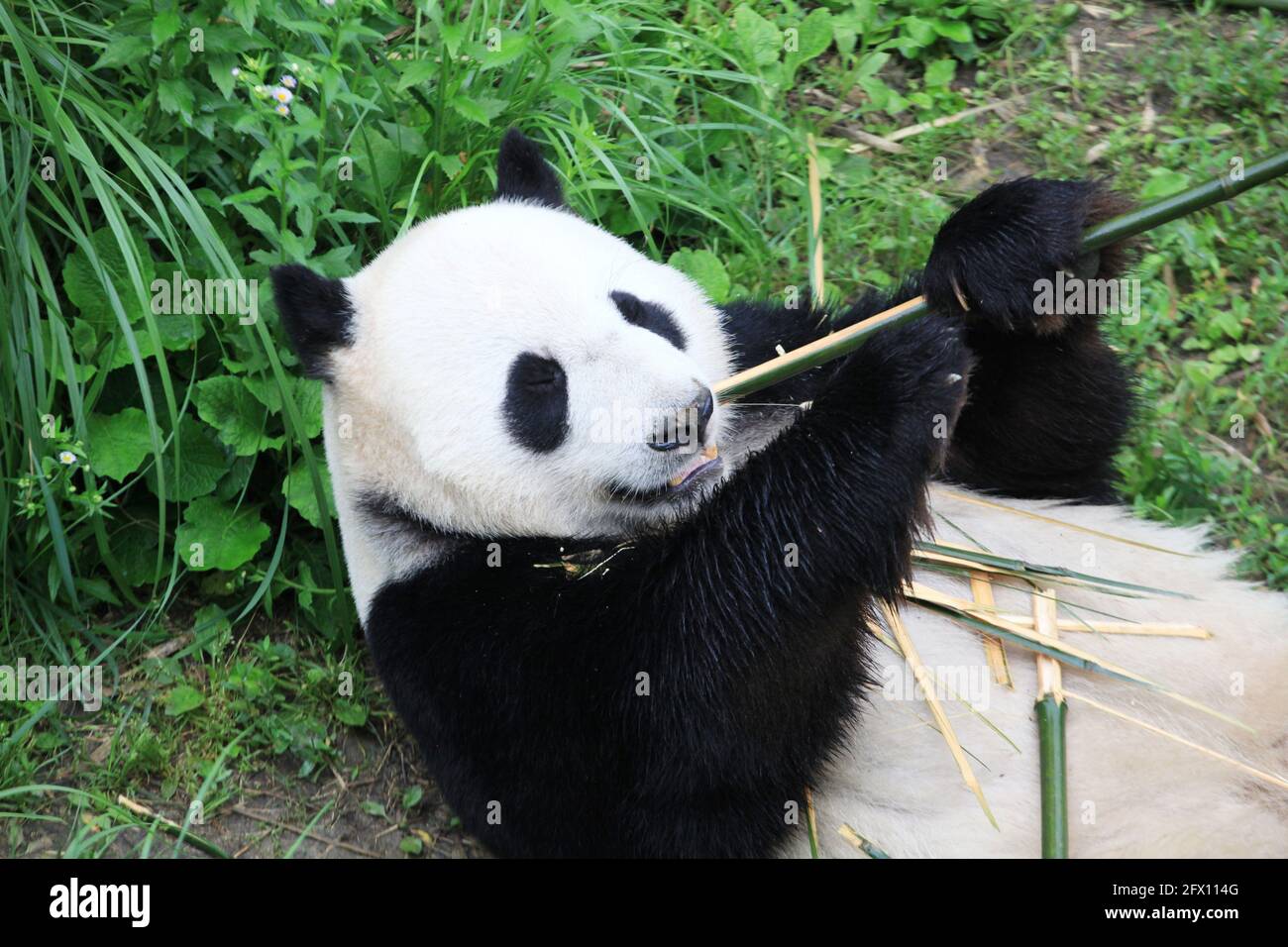 Nanjing, Nanjing, China. 25th May, 2021. On May 23, 2021, in the giant ...
