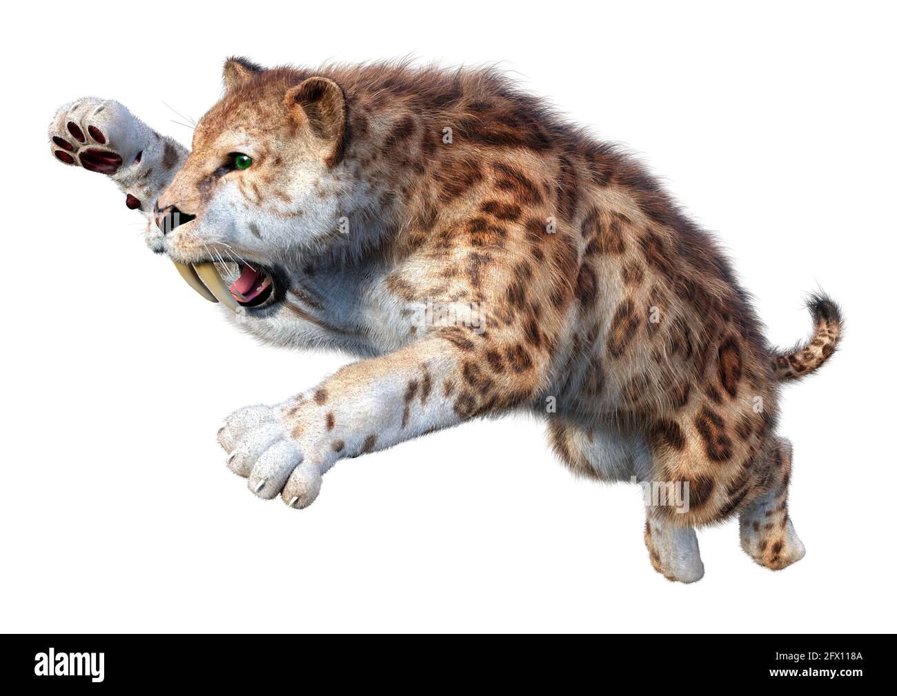 3D rendering of a sabertooth tiger isolated on white background Stock ...