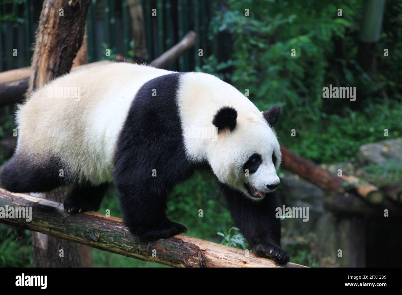 Male and female panda bamboo hi-res stock photography and images - Alamy