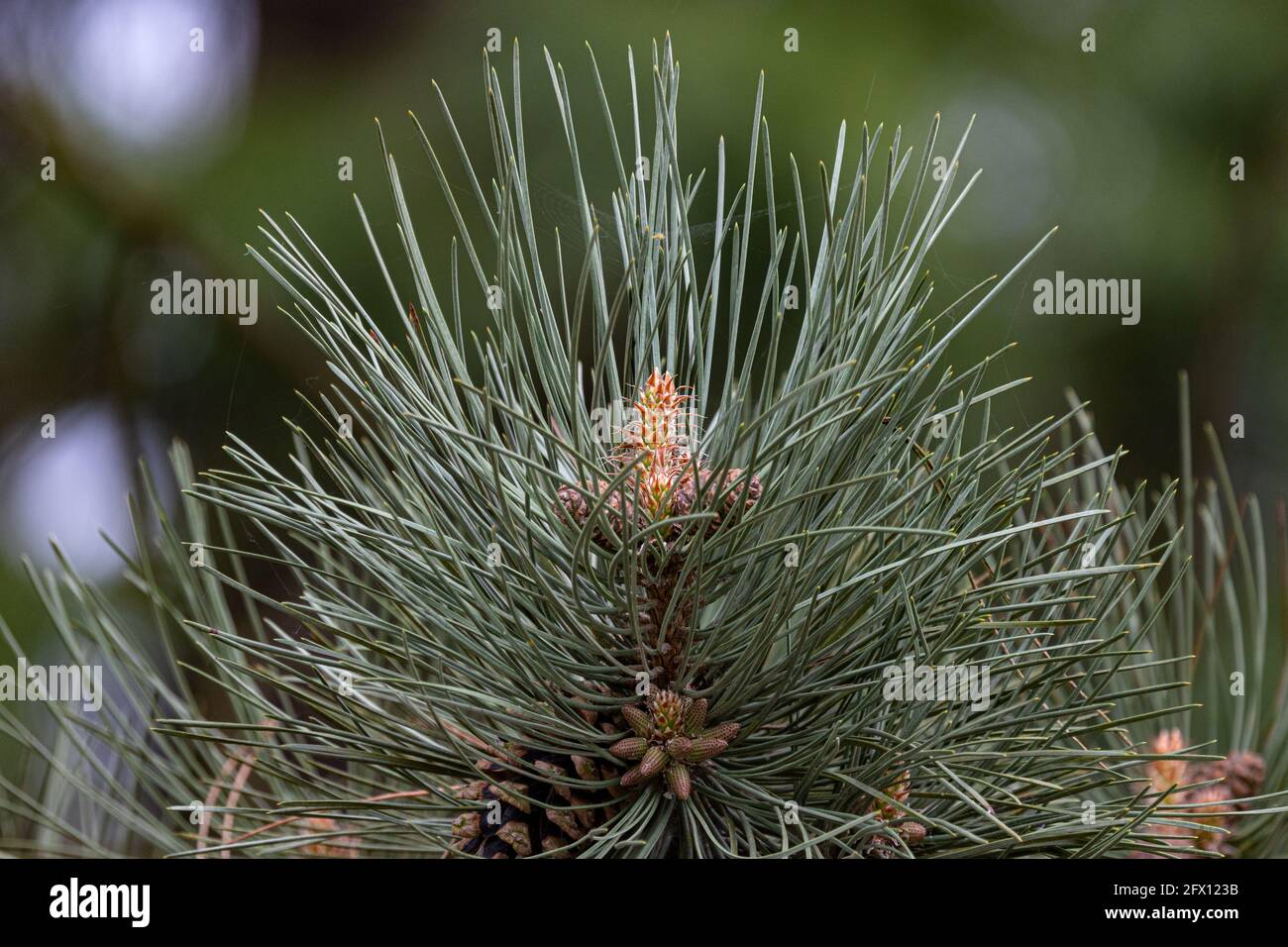 Blooming pine tree in the forest in spring Stock Photo - Alamy