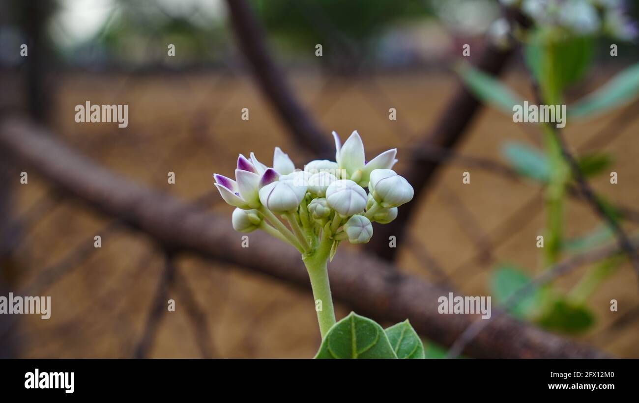 Morning shot, close up image of Aak (Calotropis gigantea) tree having ...