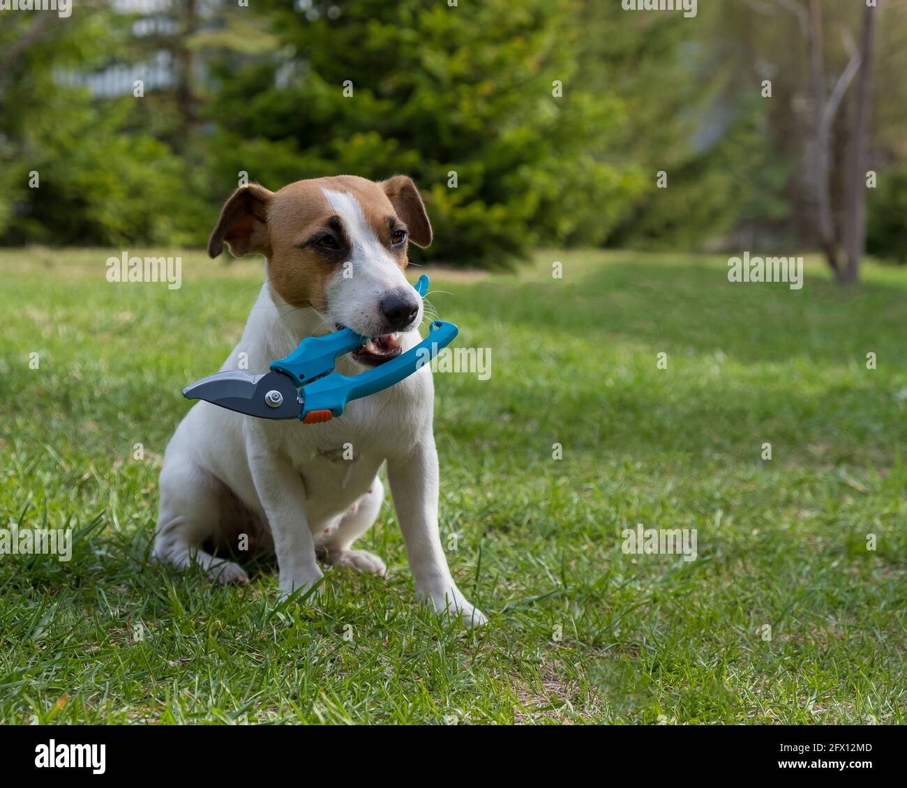 The dog is holding a pruner tool. Jack russell terrier holds gardener ...