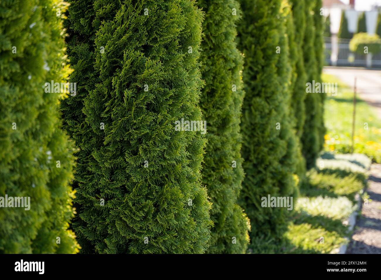 Green hedge of thuja trees. Closeup fresh green branches of thuja trees ...