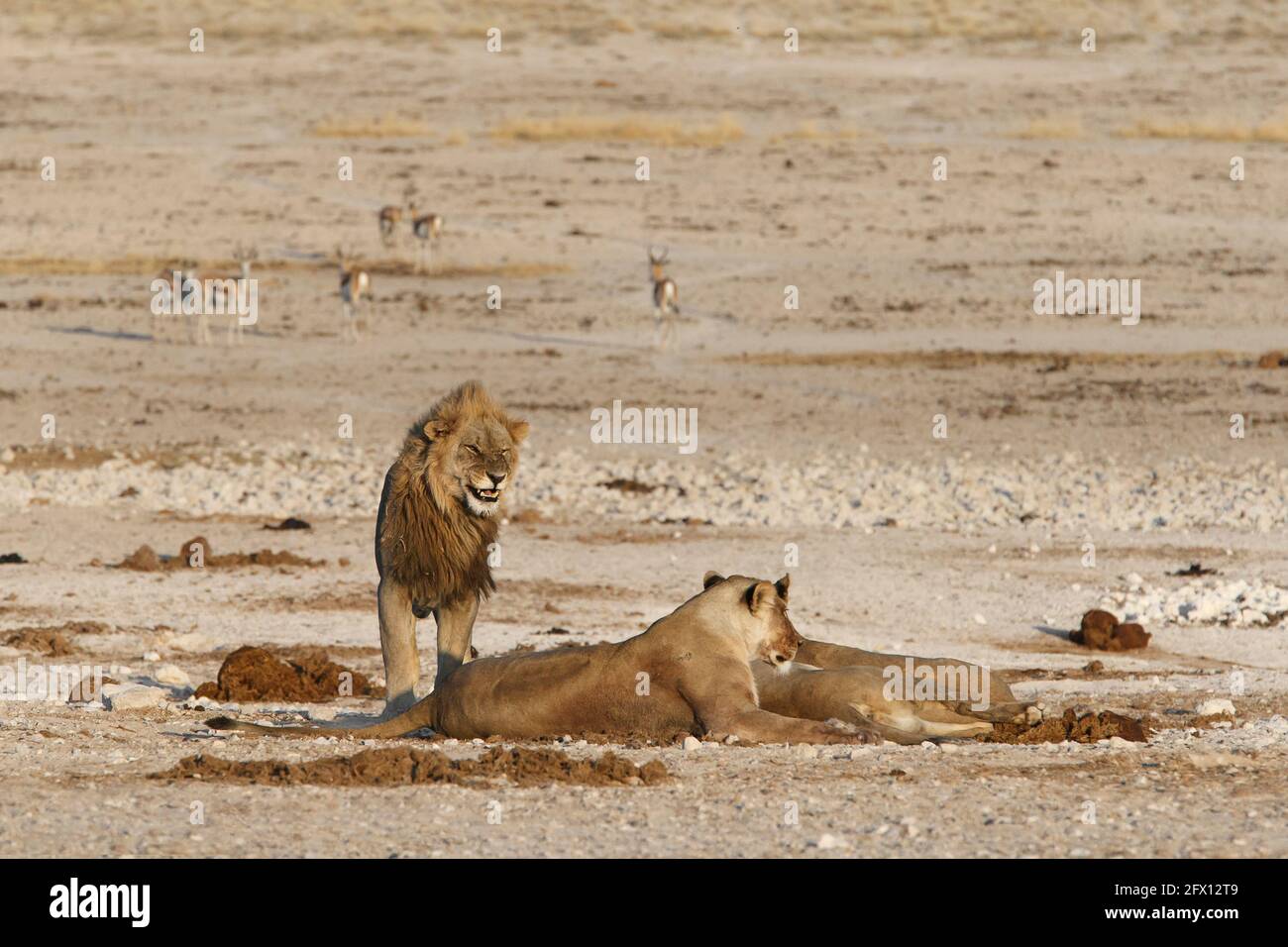 African lion (Panthera Leo) 1 male, 3 female relaxed on ground. Lion ...
