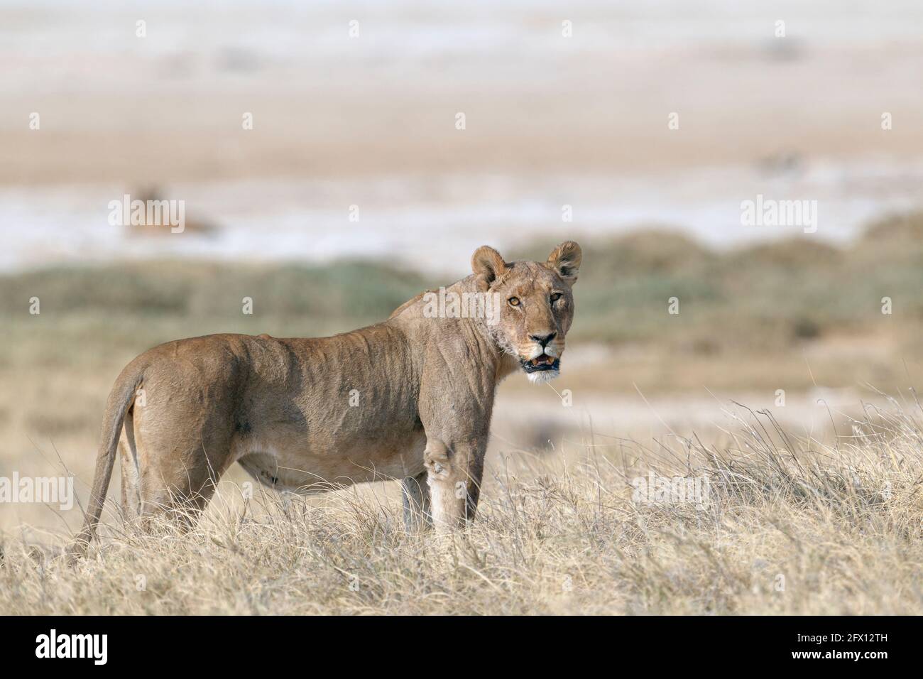 African lioness (Panthera Leo) at Etosha saltpan. Namibia, Africa Stock ...
