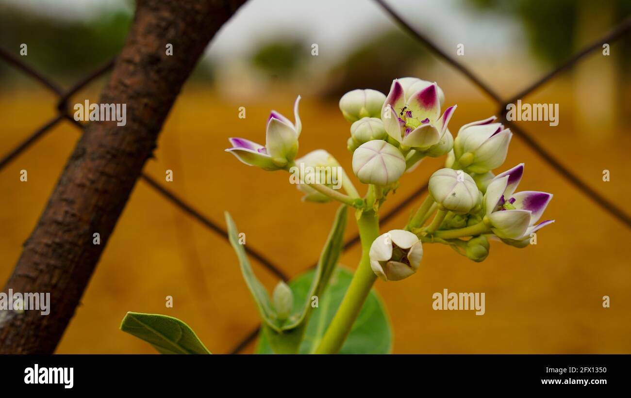 Calotropis gigantea hi-res stock photography and images - Alamy