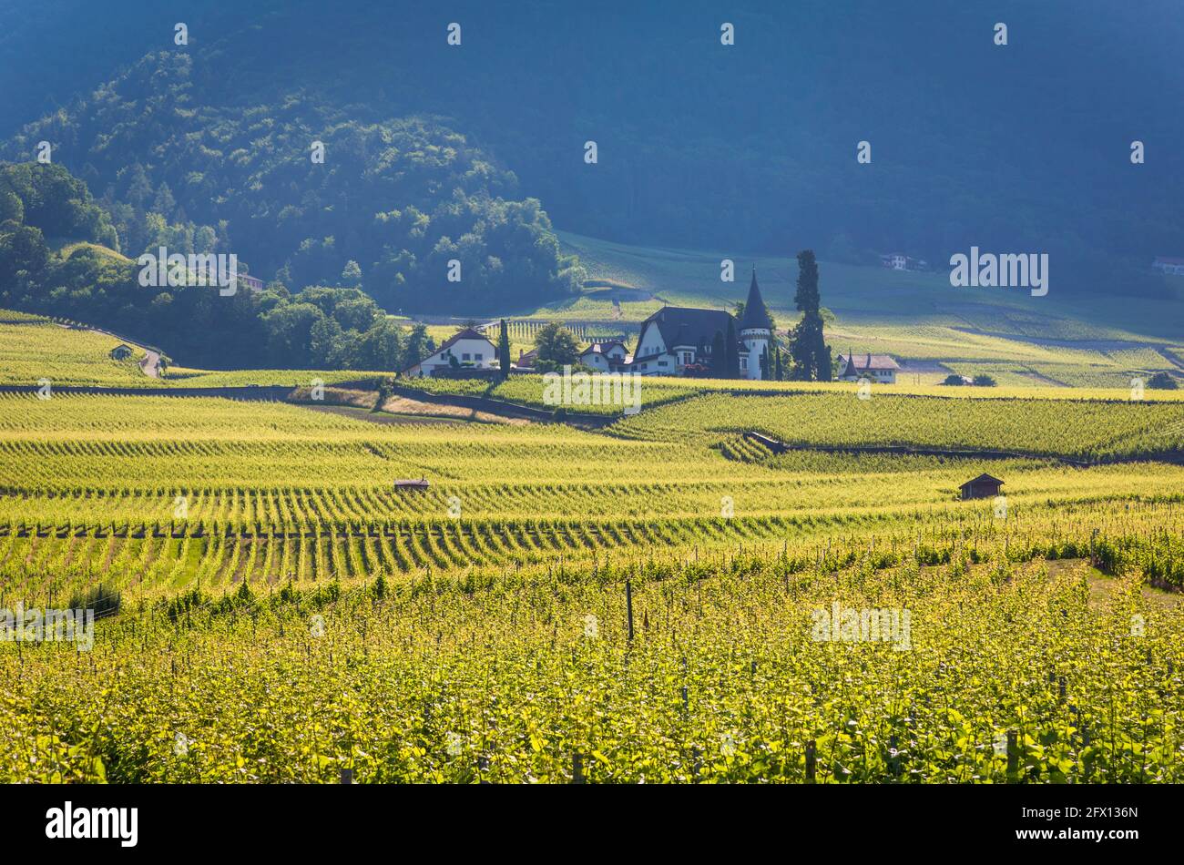 Switzerland canton vaud vineyards hi-res stock photography and images ...