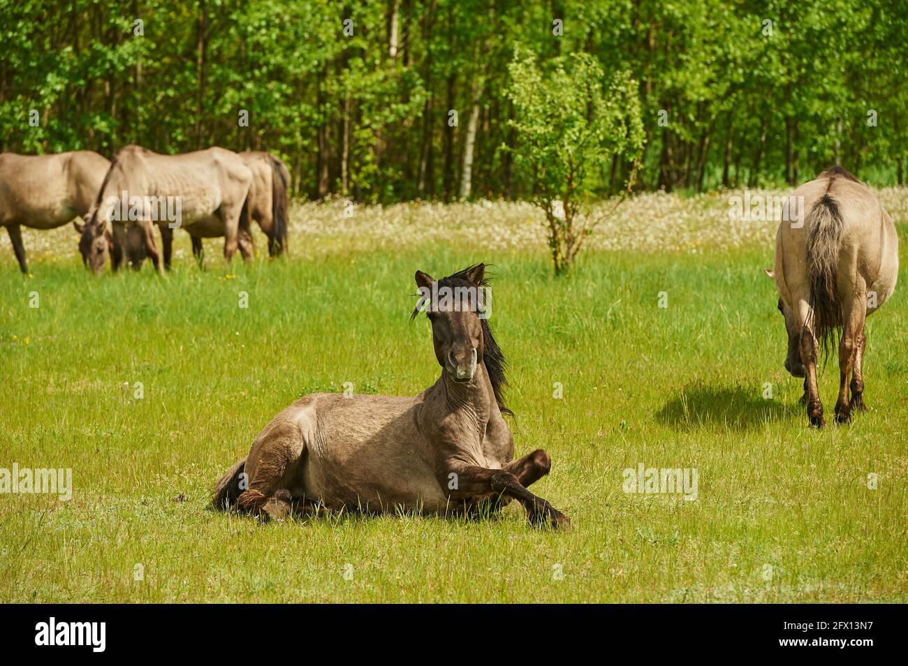 Horse resting in the pasture Stock Photo - Alamy